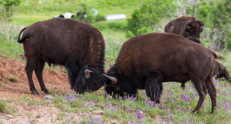 Are Bison Organs a Factor in Traditional Native American Health ...